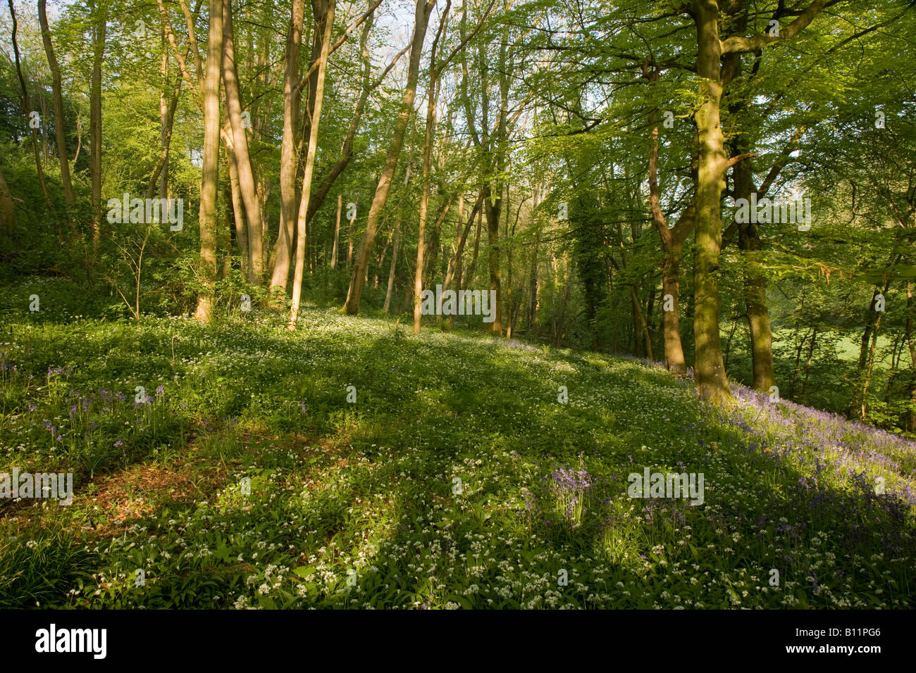 Beech wood in spring Stock Photo - Alamy