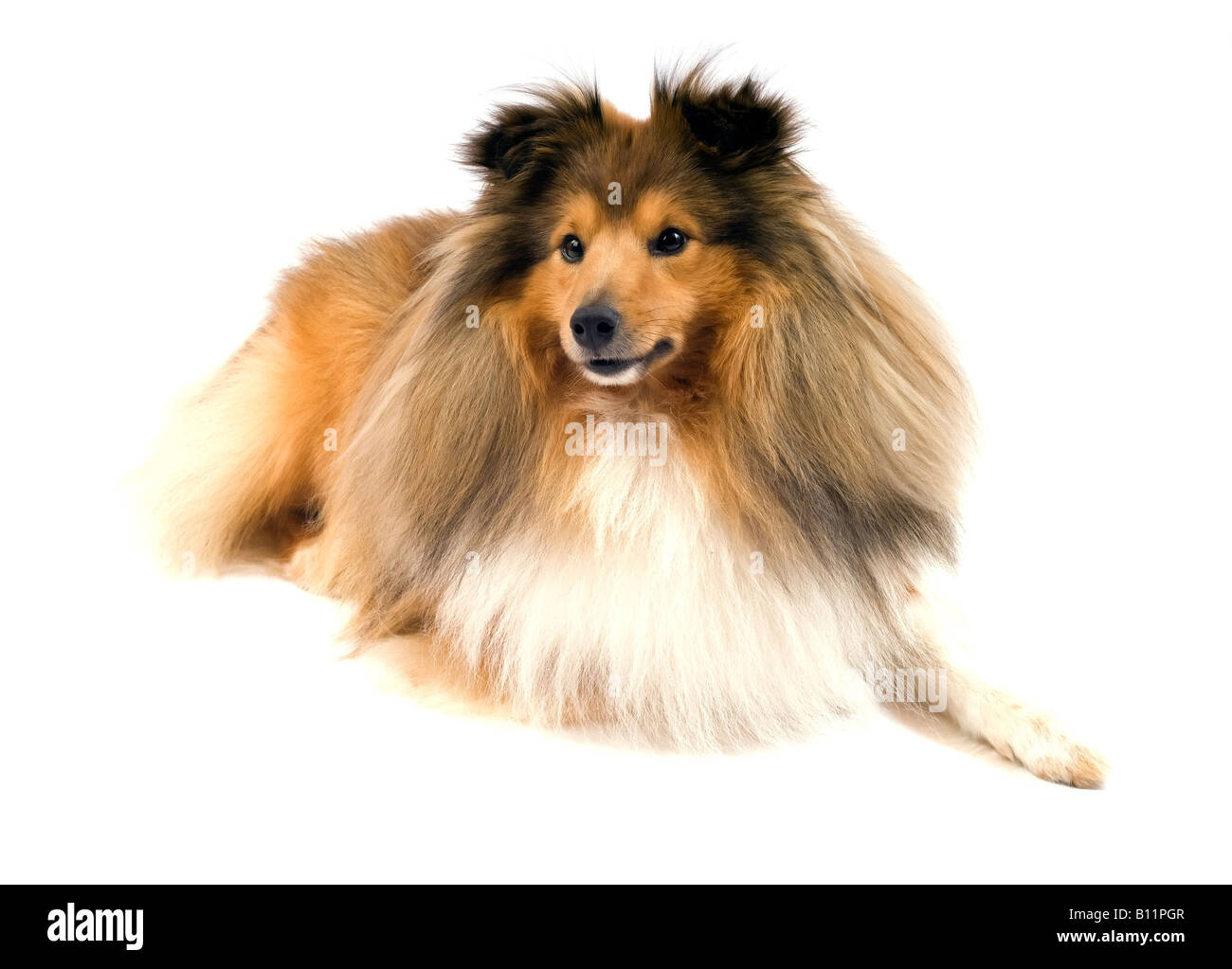 cute shetland sheepdog sheltie on a white background Stock Photo - Alamy