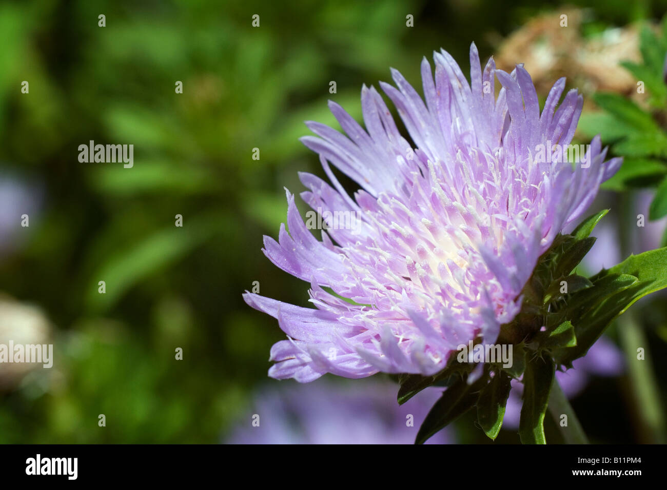 Closeup of Stokes' Aster (Stokesia laevis) flower Stock Photo - Alamy
