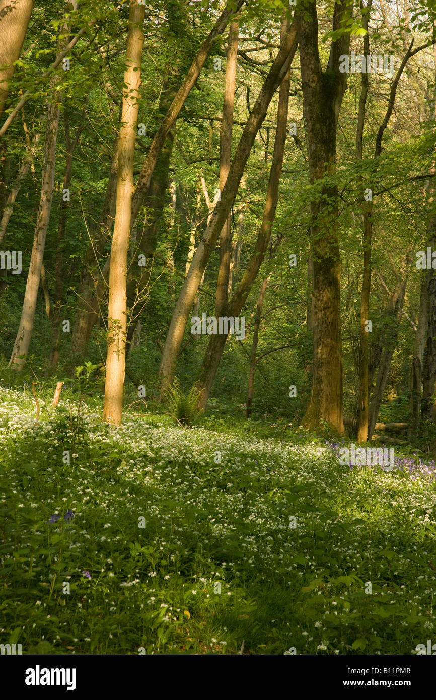 Beech wood in spring Stock Photo - Alamy