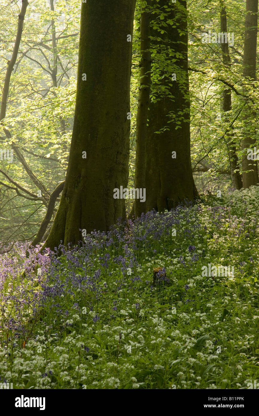 Beech wood in spring Stock Photo - Alamy