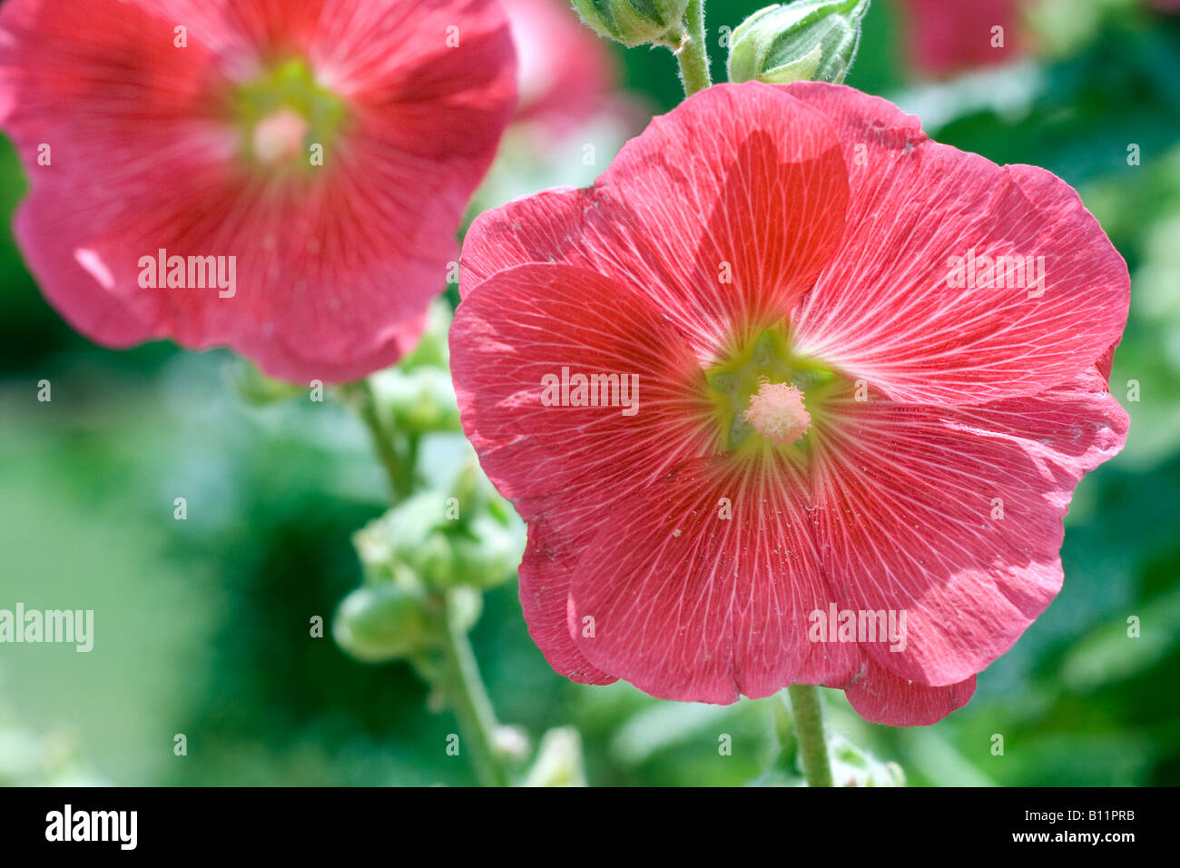 Red Mallow High Resolution Stock Photography and Images - Alamy