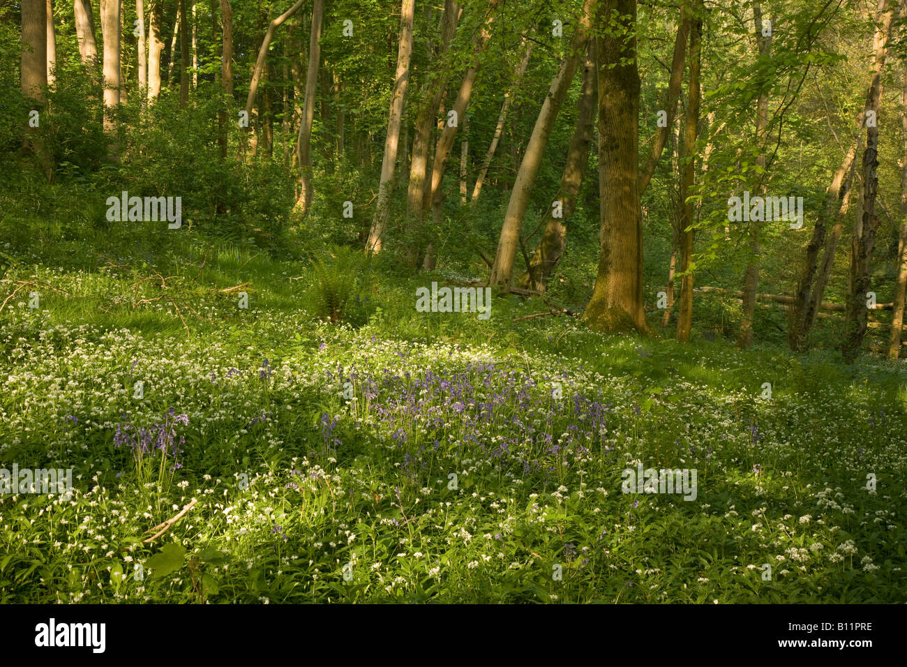 Beech wood in spring Stock Photo - Alamy
