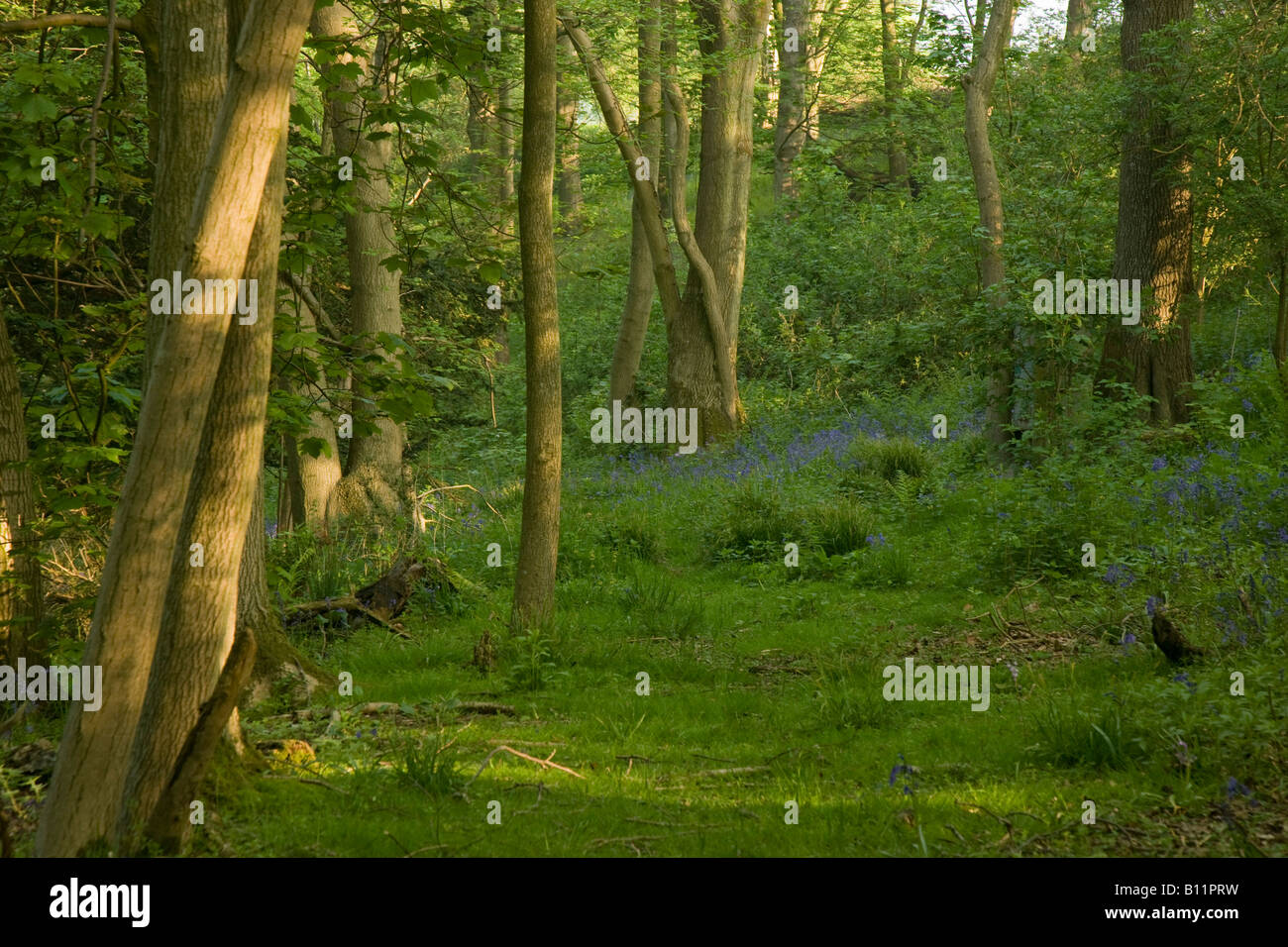 Beech wood in spring Stock Photo - Alamy