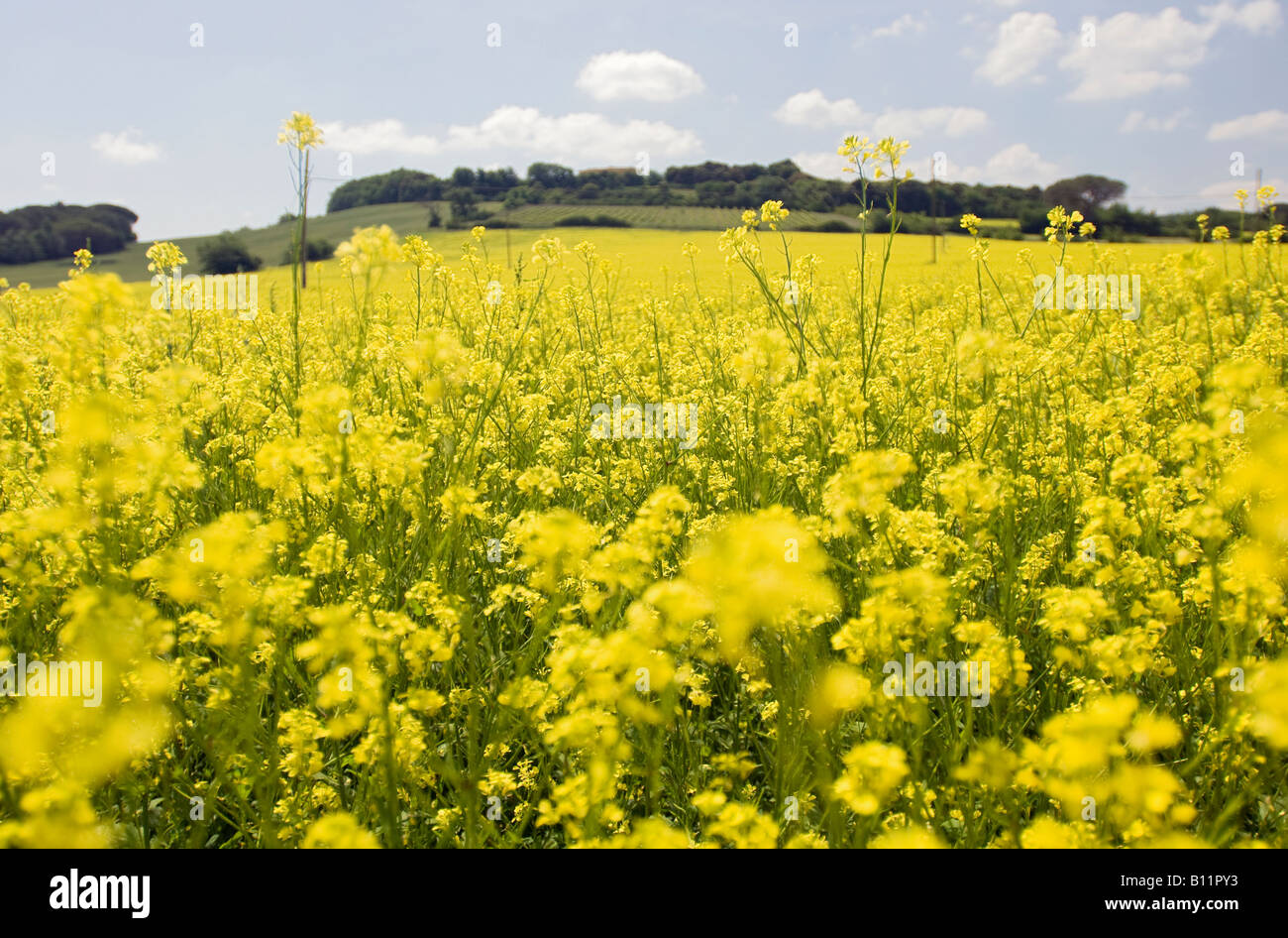 Beautiful, Yellow Rapeseed Fields Near San Gimignano, Tuscany, Italy ...