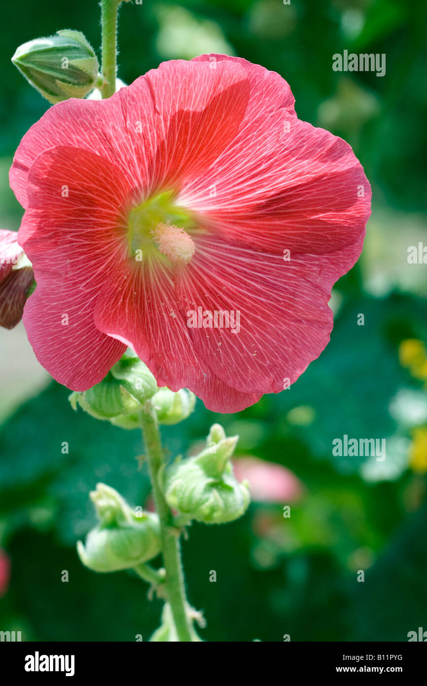 Red Mallow Bloom on Stalk Stock Photo - Alamy