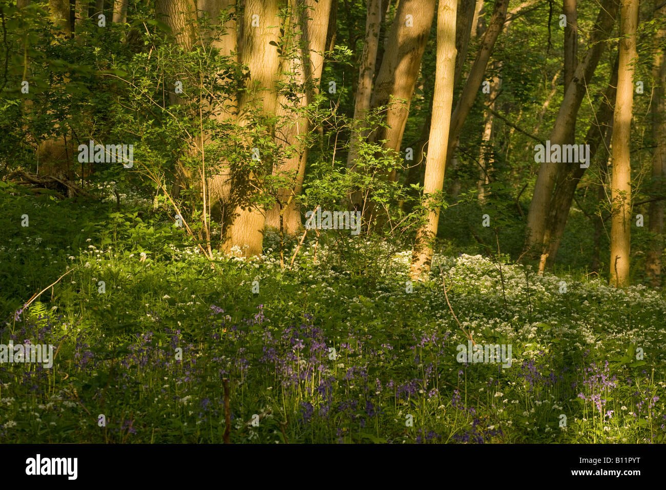 Beech wood in spring Stock Photo - Alamy
