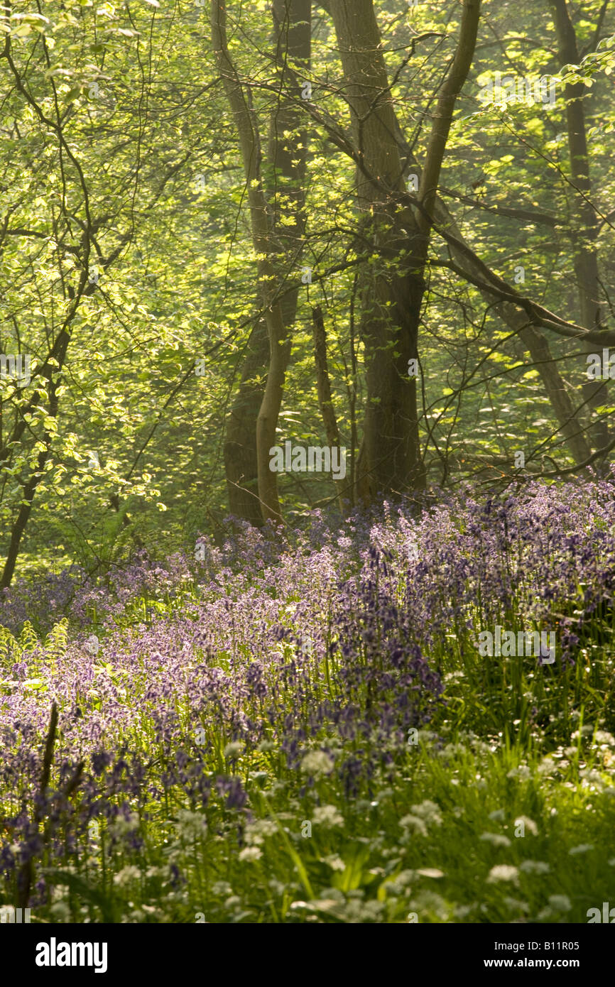 Bluebells in beech wood in spring Stock Photo - Alamy