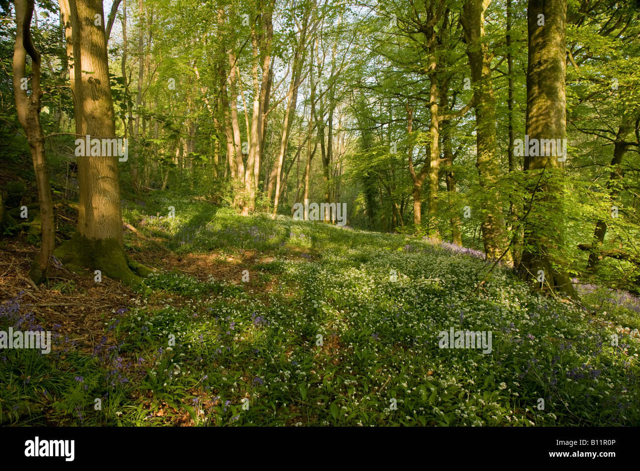 Beech wood in spring Stock Photo - Alamy