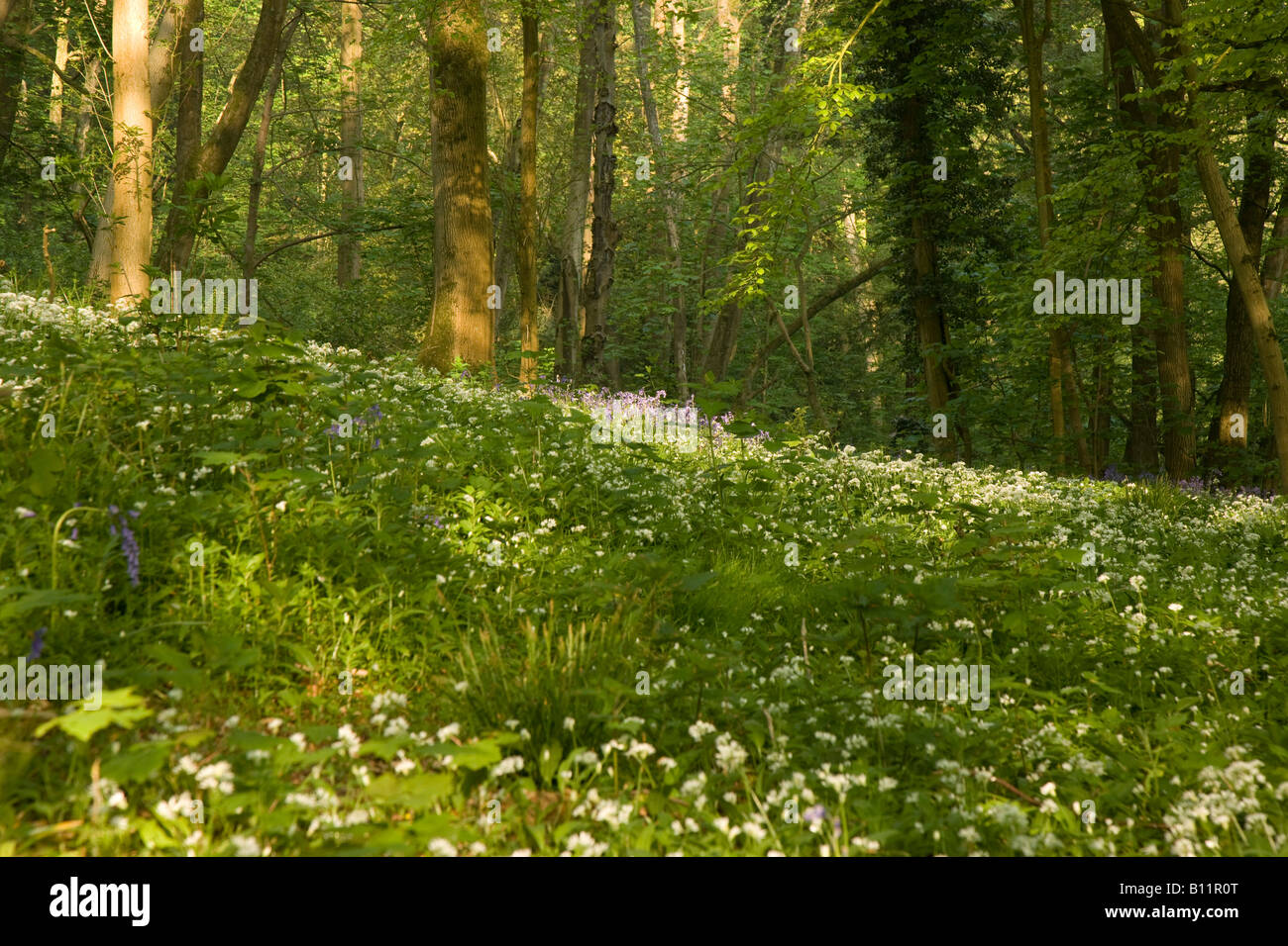 Beech wood in spring Stock Photo - Alamy