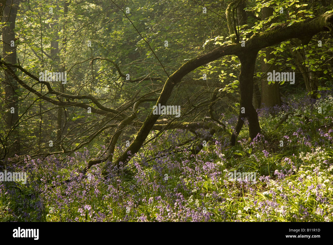 Beech wood in spring Stock Photo - Alamy