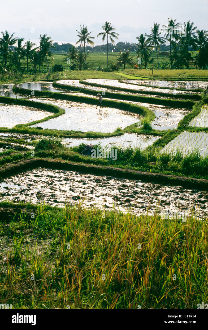 Terraced flooded rice field Stock Photo - Alamy