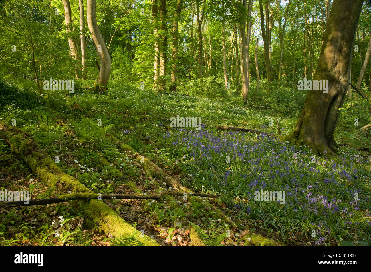 Beech wood in spring Stock Photo - Alamy