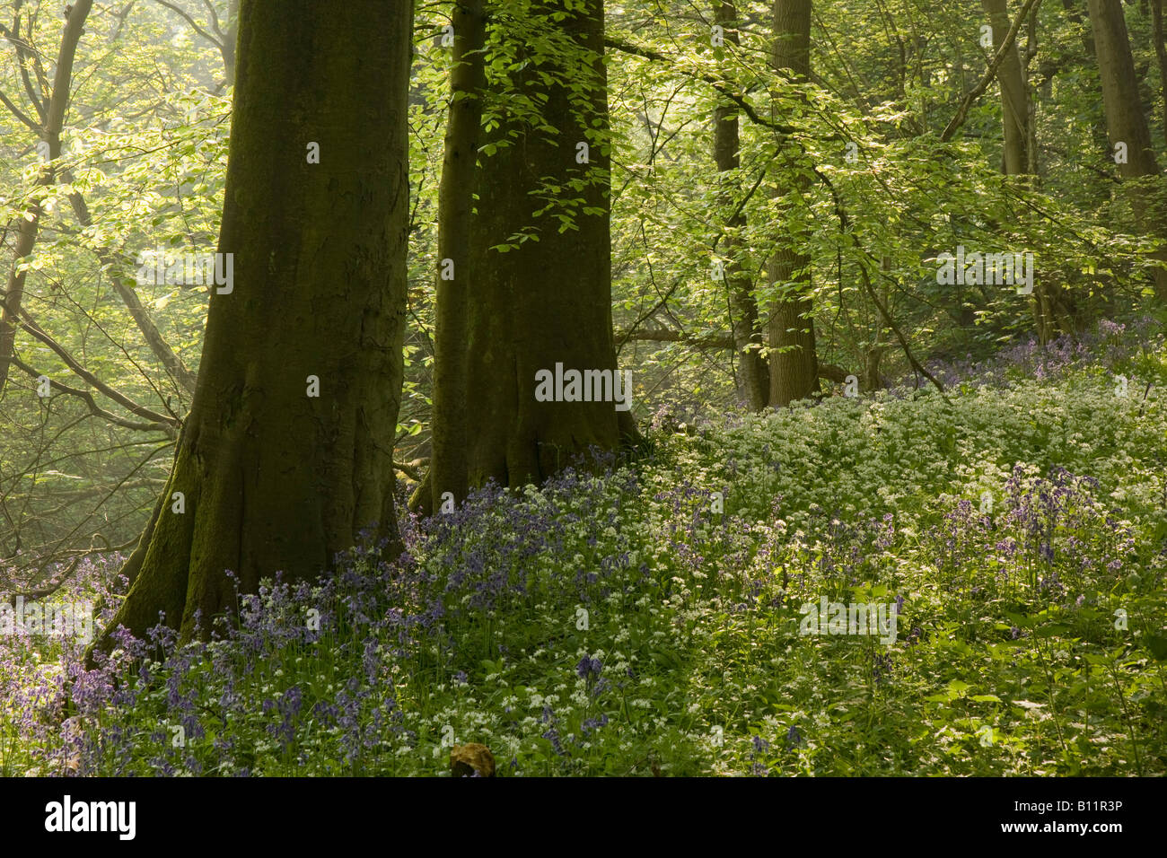 Beech wood in spring Stock Photo - Alamy