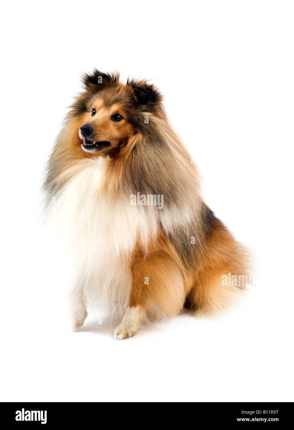 cute shetland sheepdog sheltie on a white background Stock Photo - Alamy
