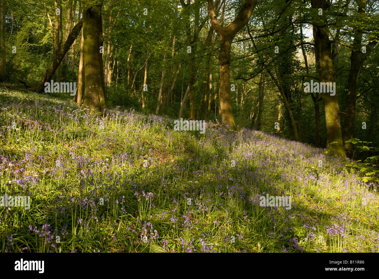 Bluebells in beech wood in spring Stock Photo - Alamy