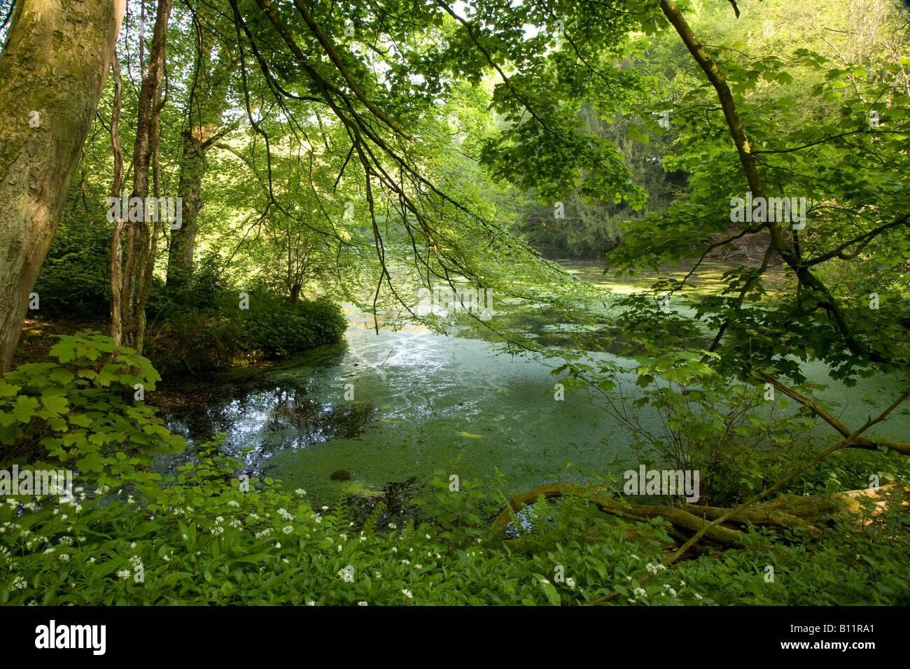 A woodland pool in spring Stock Photo - Alamy