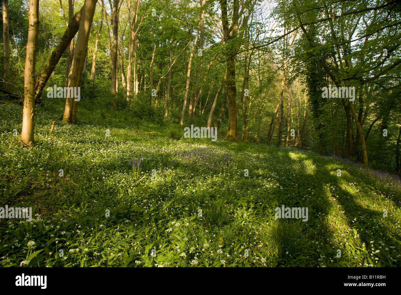 beech wood in spring Stock Photo - Alamy