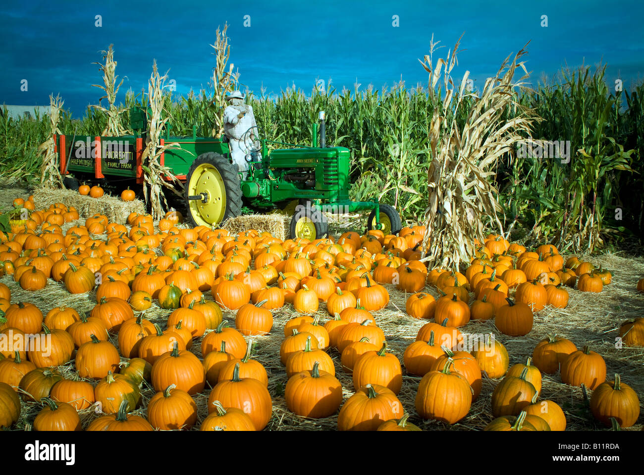 green tractor with a straw corn dully sitting, pumpking field the ...