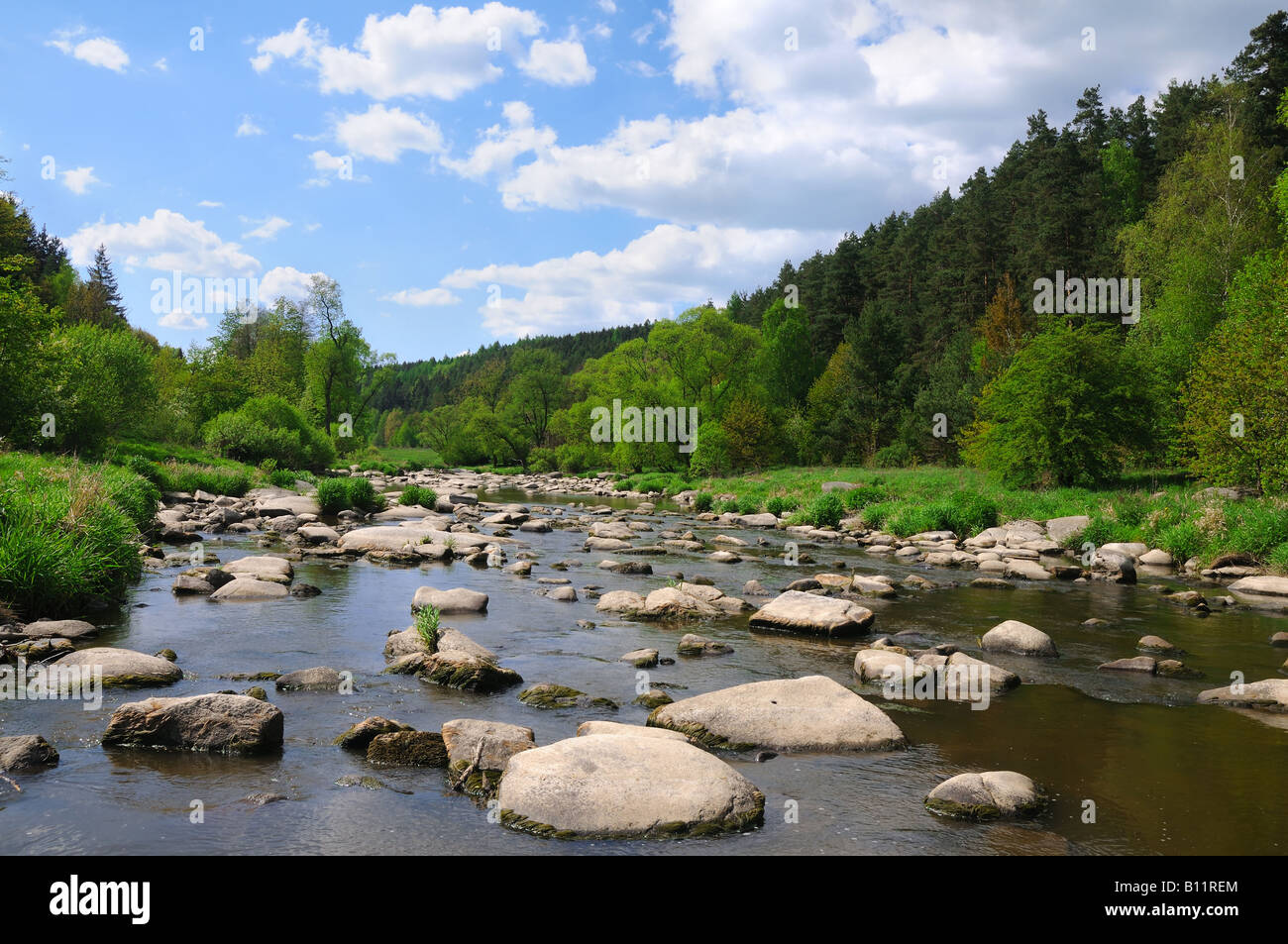 Quiet river with stones flowing through forest banks. Sázava River ...