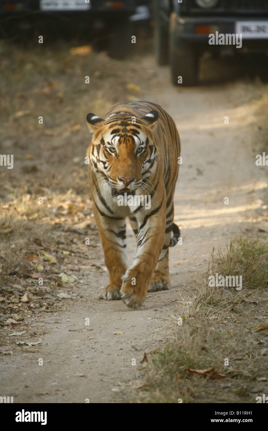 A male tiger walking on the forest path Stock Photo - Alamy