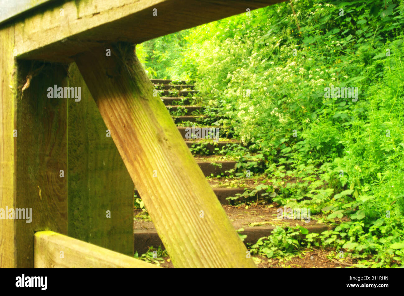 woodland gate & steps Stock Photo - Alamy