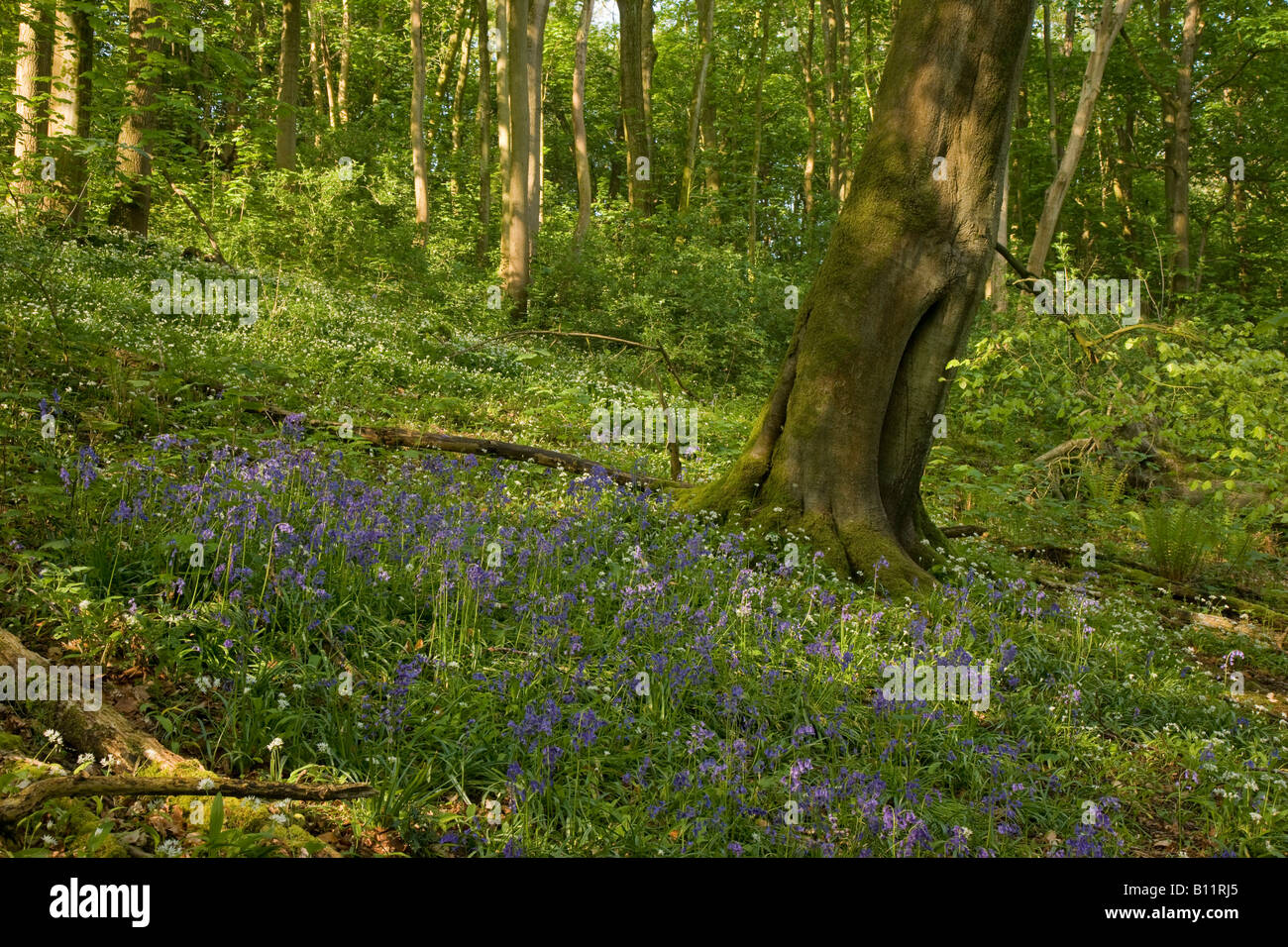 Bluebells in beech wood in spring Stock Photo - Alamy