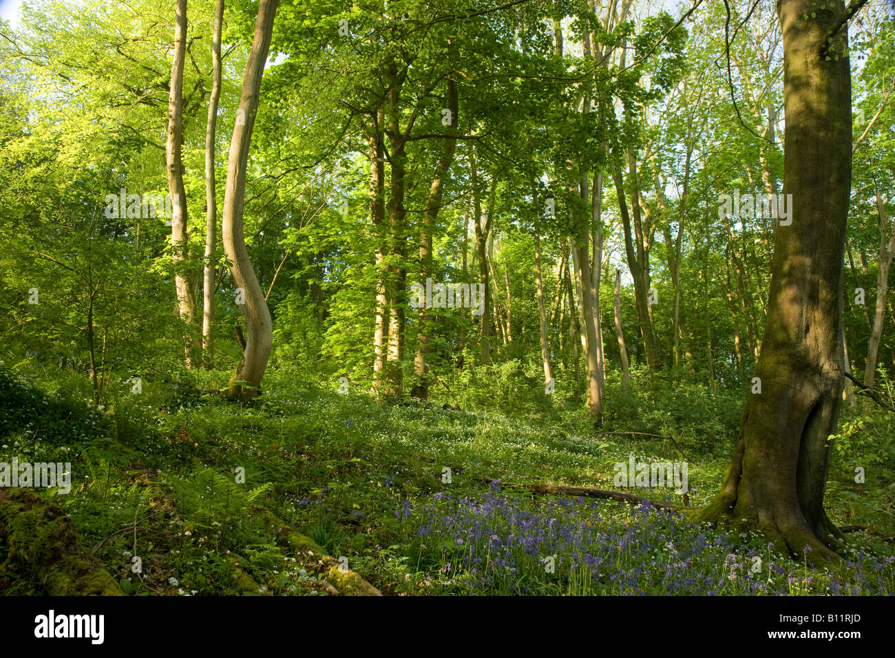 Beech wood in spring Stock Photo - Alamy
