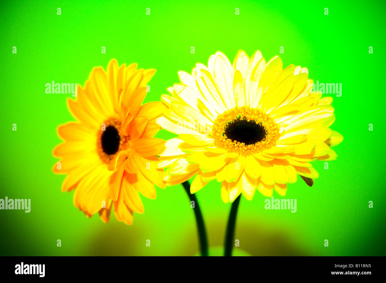Two yellow gerberas Stock Photo - Alamy