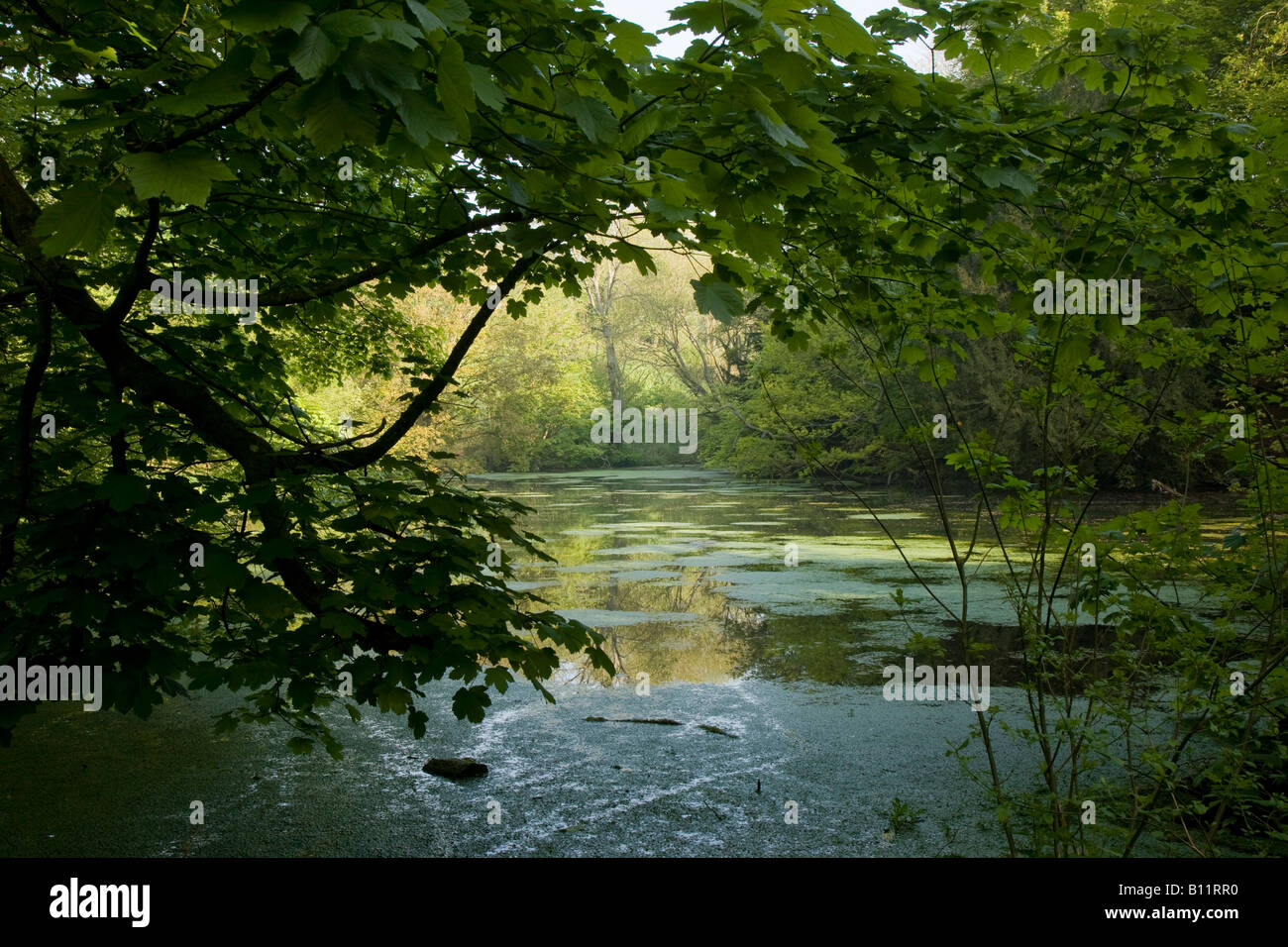 A woodland pool in spring Stock Photo - Alamy