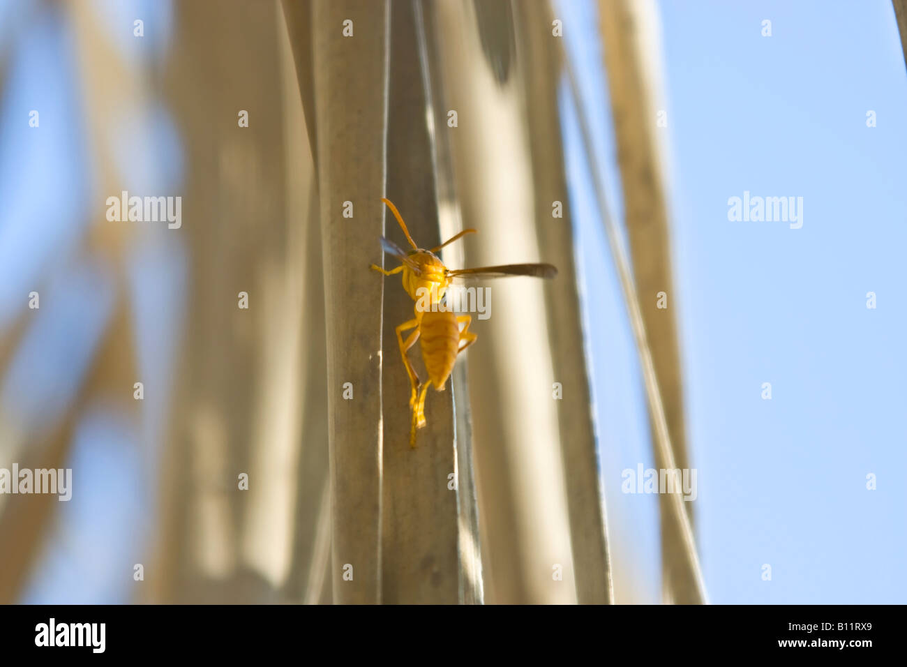Wasp on Dry Palm Leave Stock Photo - Alamy