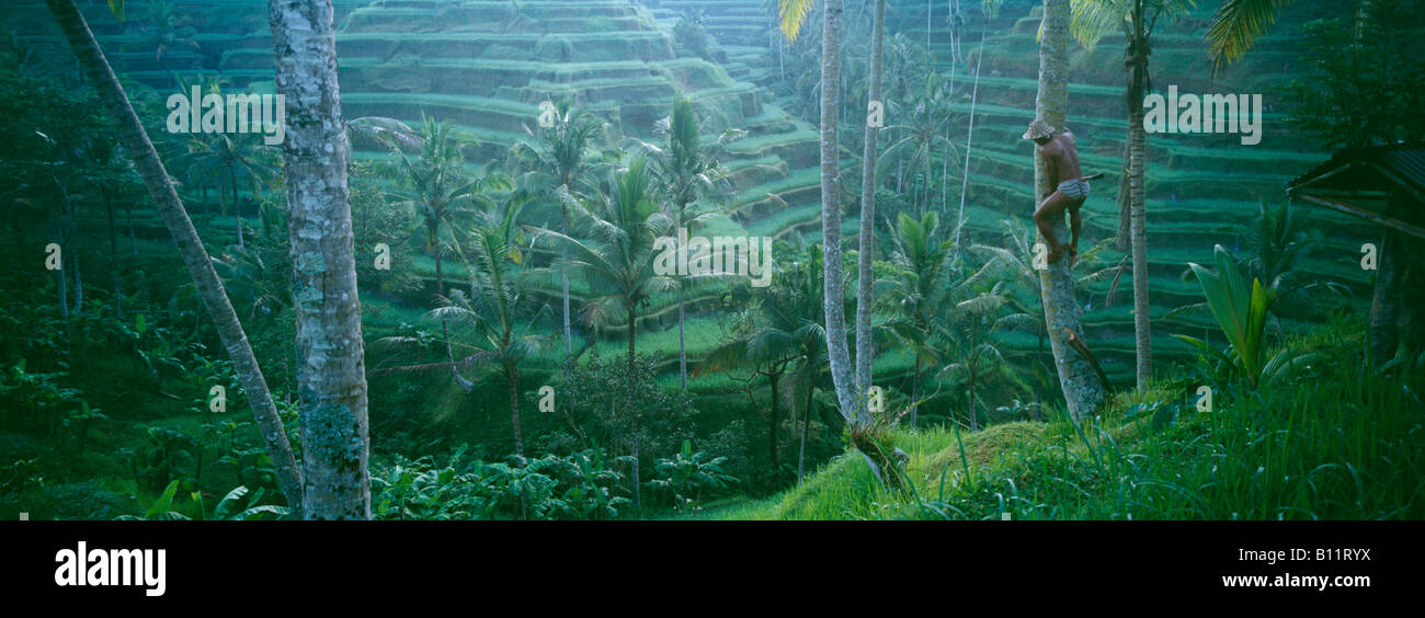 Man climbing coconut tree Stock Photo - Alamy