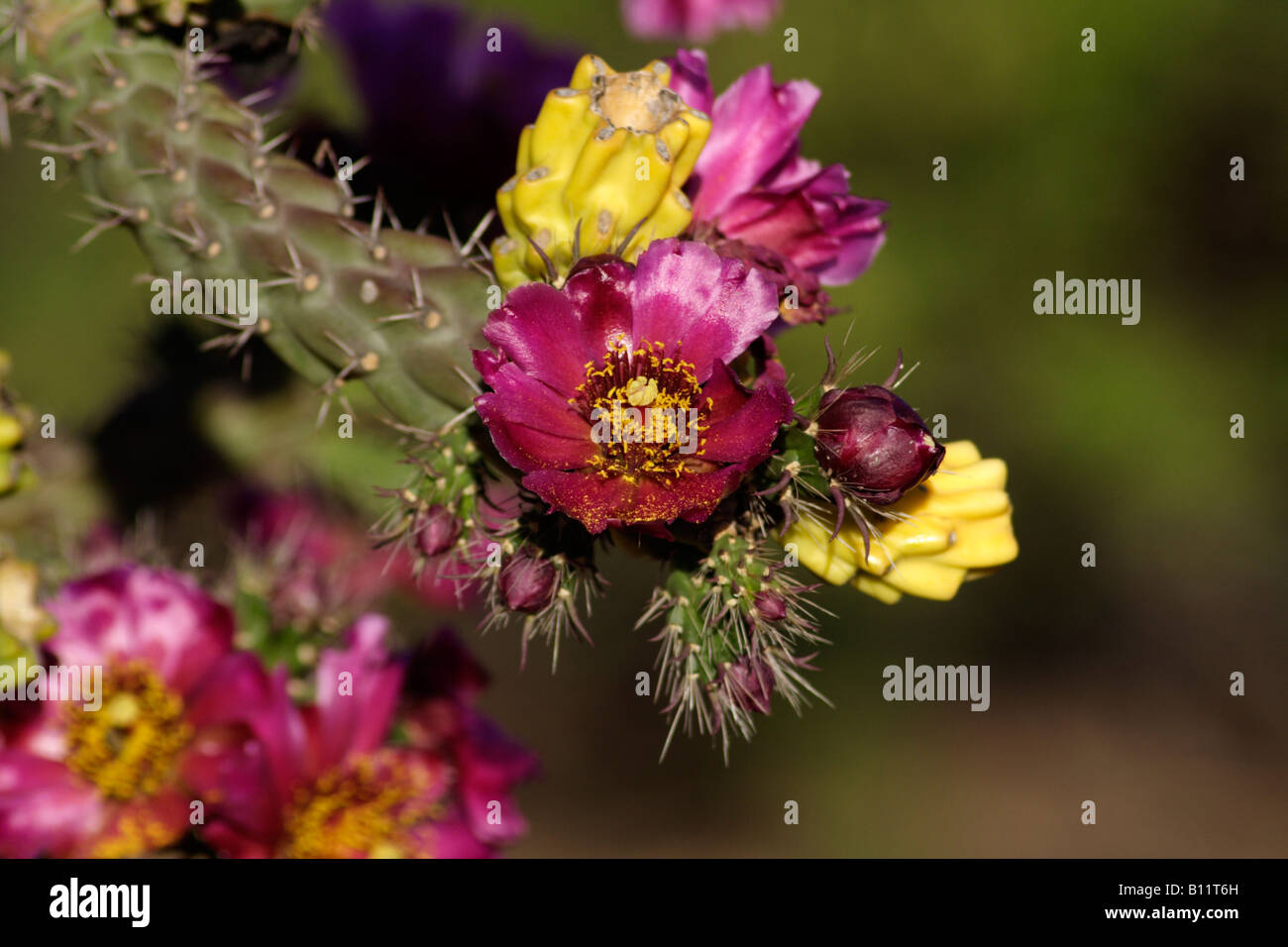 Cane cholla also known as walkingstick cholla (Cylindropuntia or ...