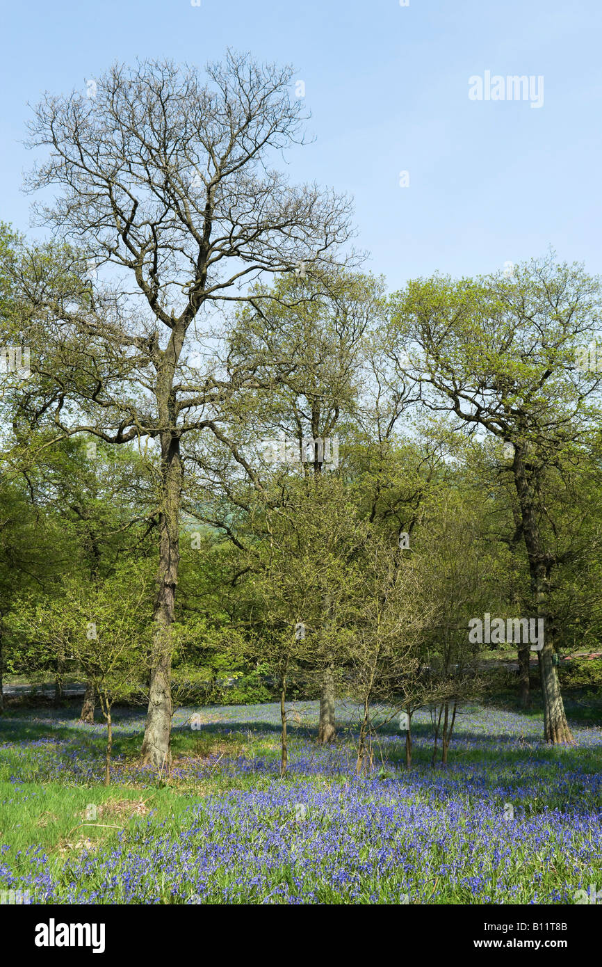 Hagg wood hi-res stock photography and images - Alamy