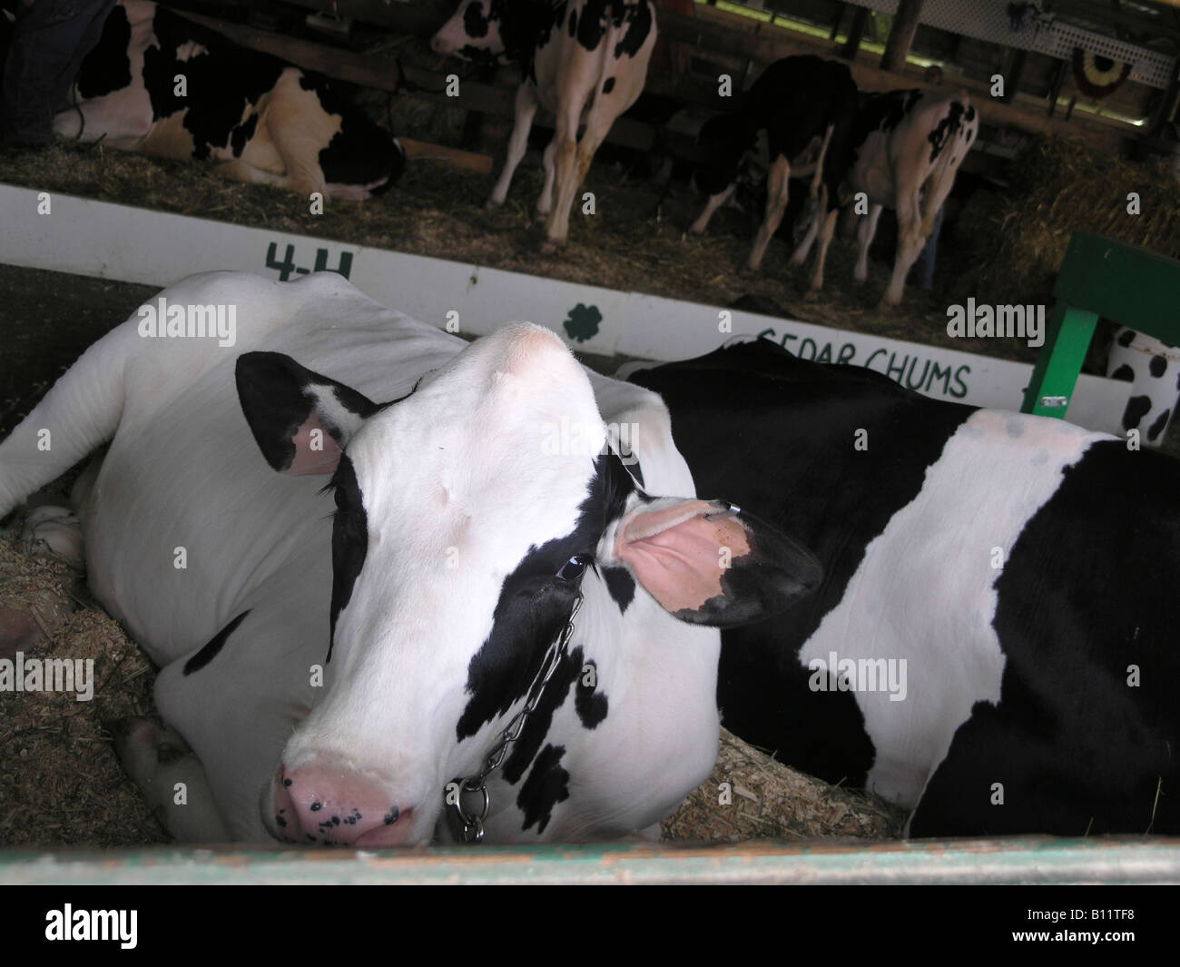 Cattle for showing at midwestern county fair Stock Photo - Alamy