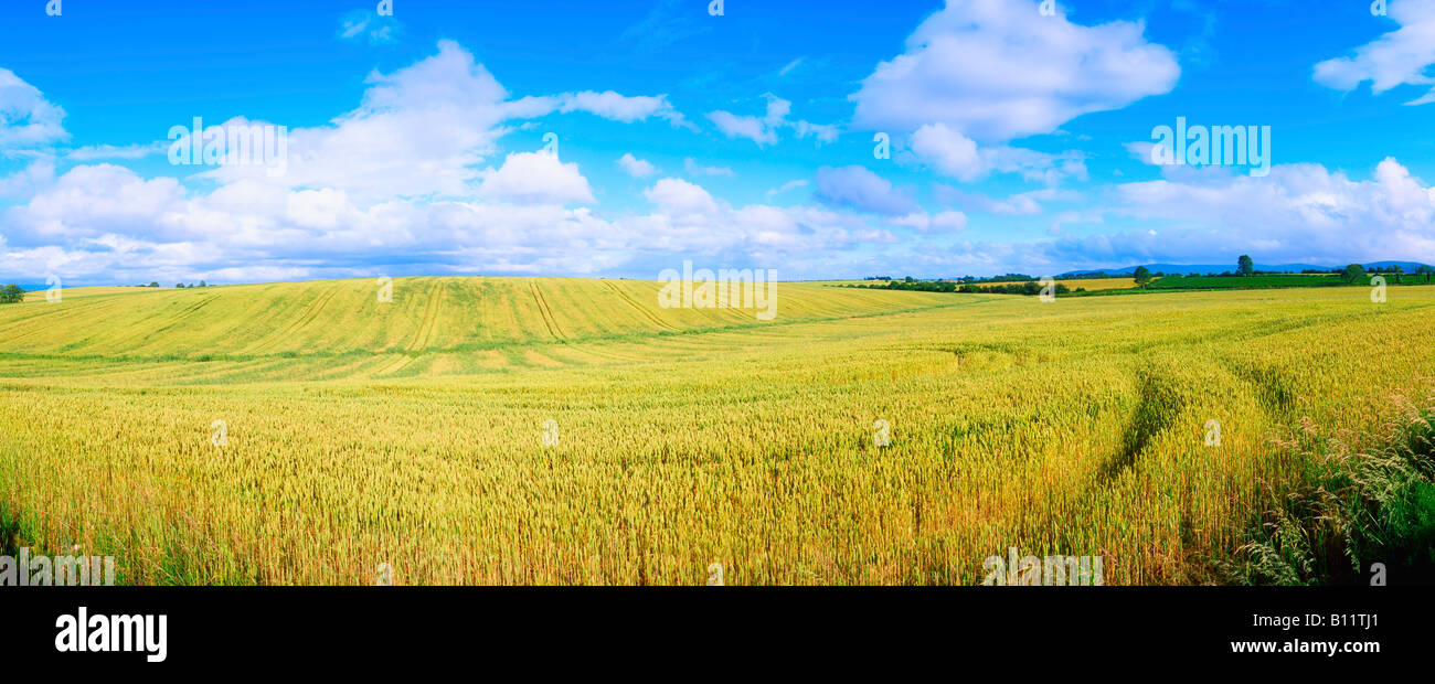 Wheat field, Ireland Stock Photo - Alamy
