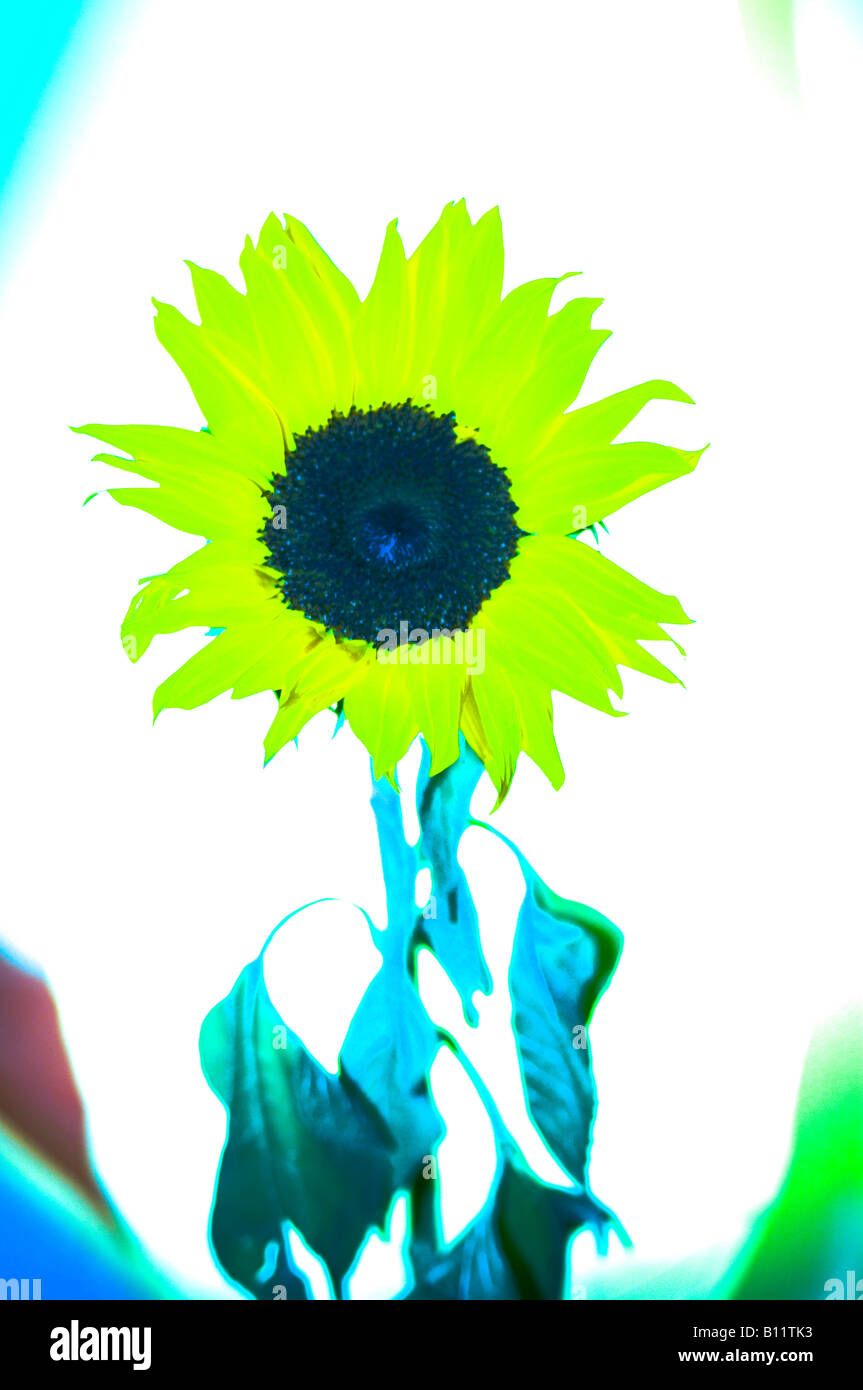 Strange sunflower hi-res stock photography and images - Alamy