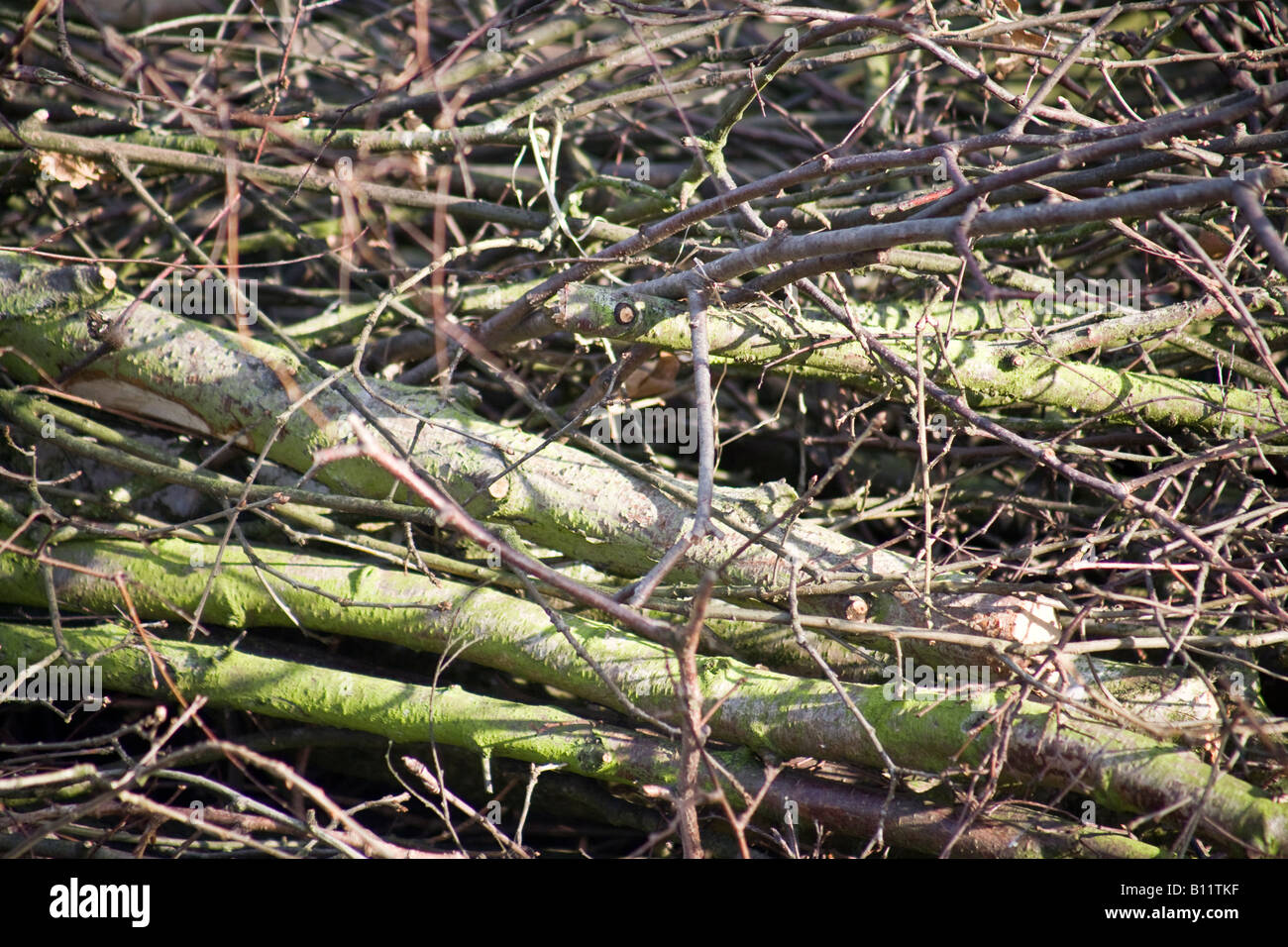 A filigree tangle of twigs and branches Stock Photo - Alamy