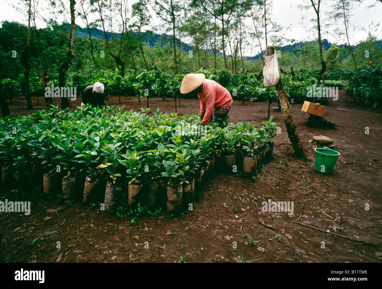 Workers in a cocoa farm in Central Java Indonesia Stock Photo - Alamy