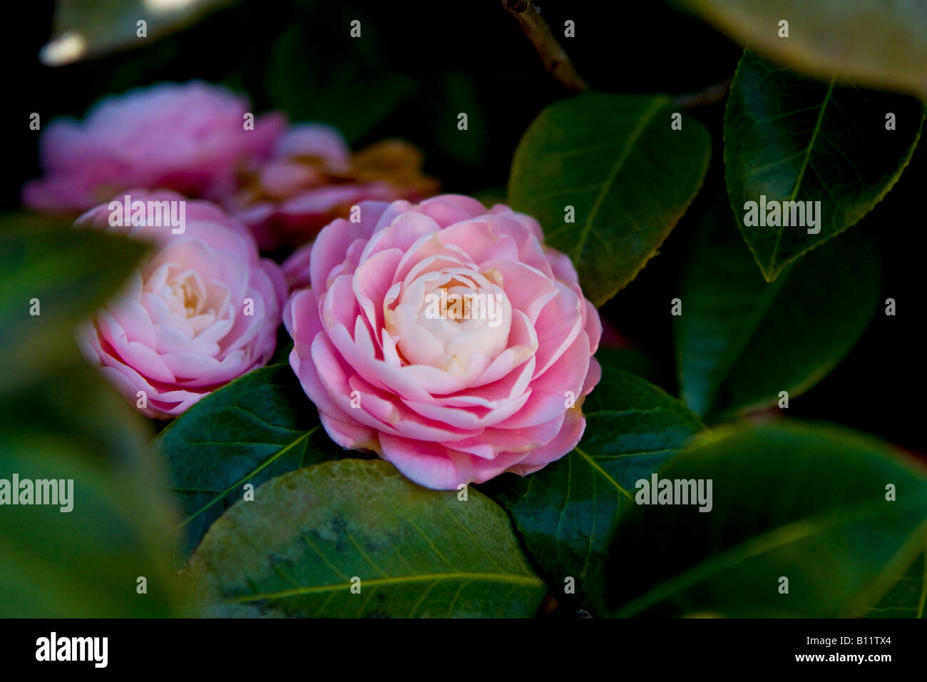 Pink round flower hi-res stock photography and images - Alamy