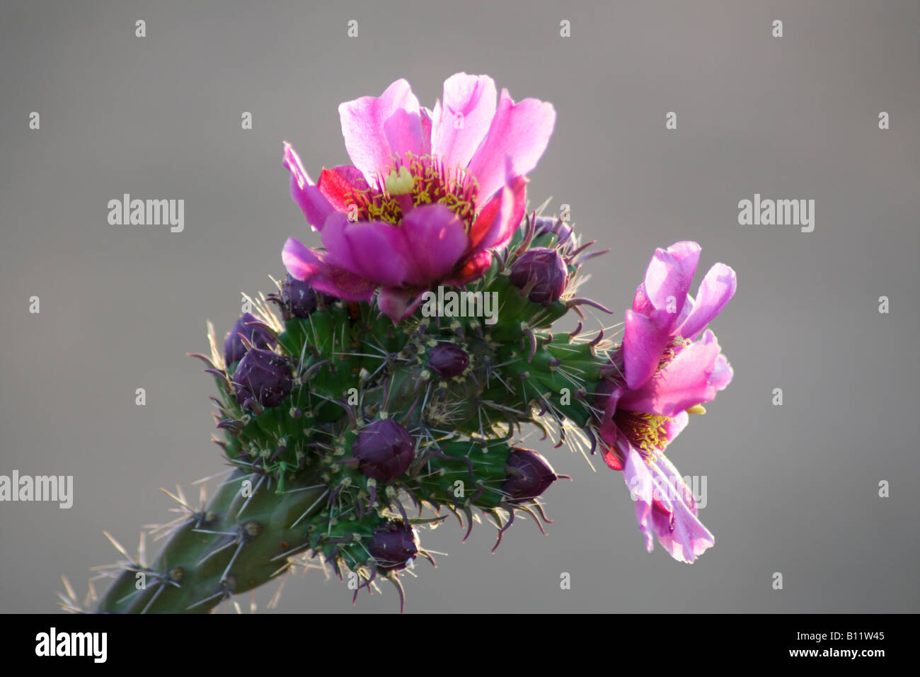 Cane cholla also known as walkingstick cholla (Cylindropuntia or ...