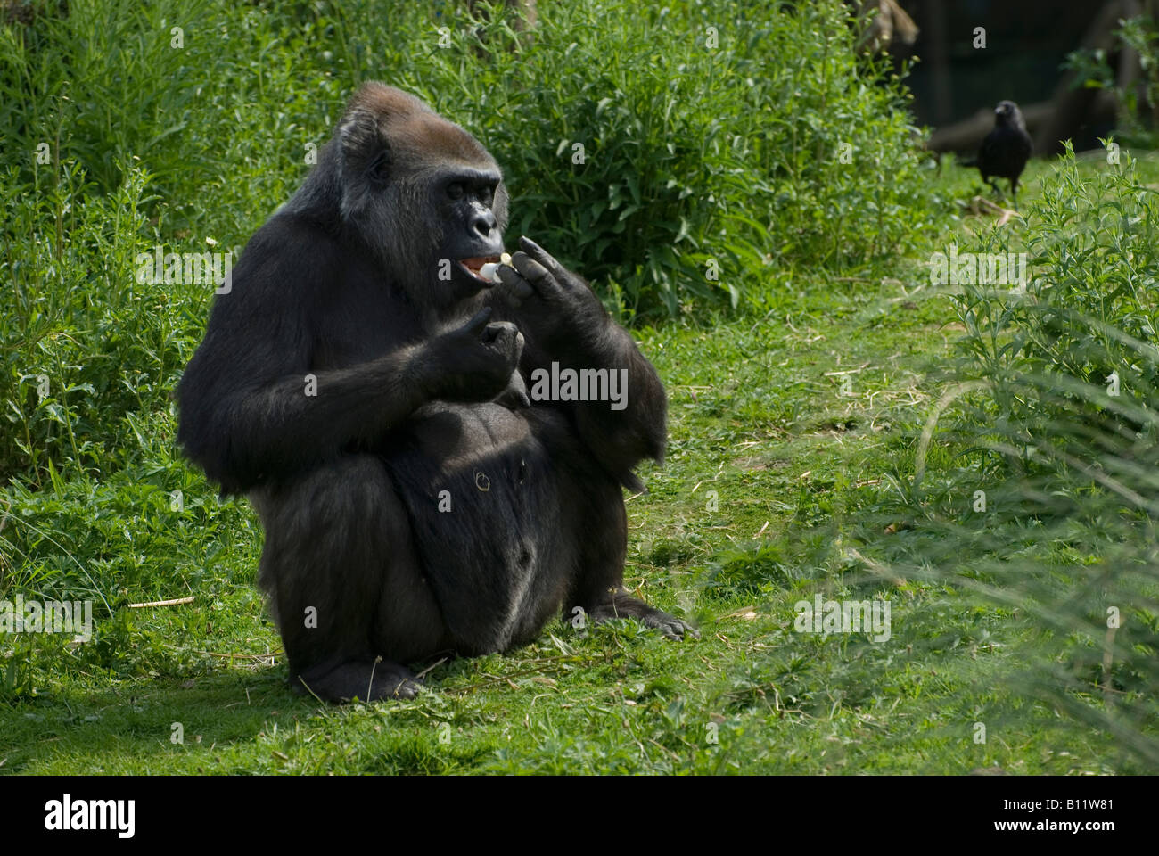 Female Western Lowland Gorilla Stock Photo - Alamy