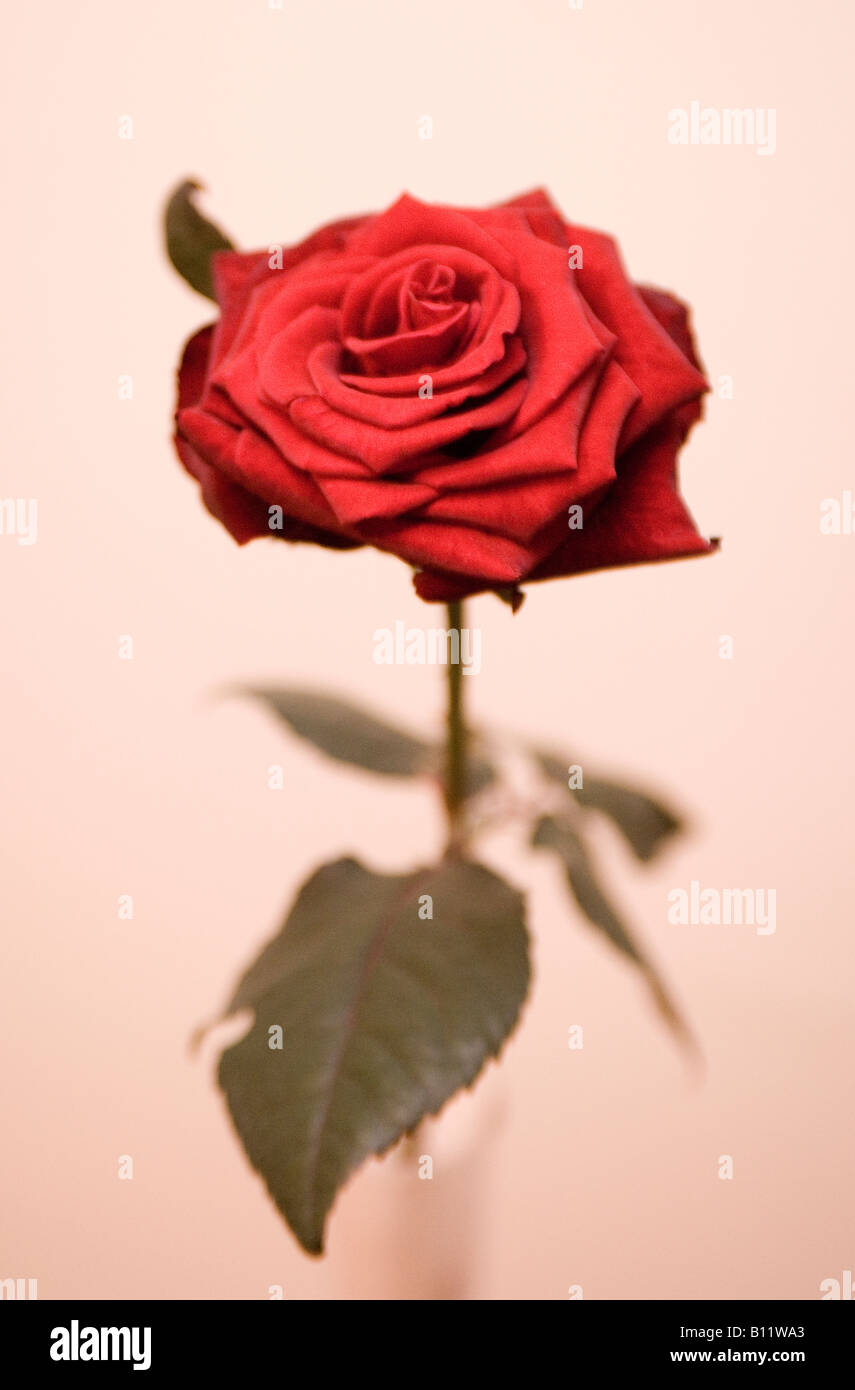 Beautiful Red Rose Stock Photo - Alamy