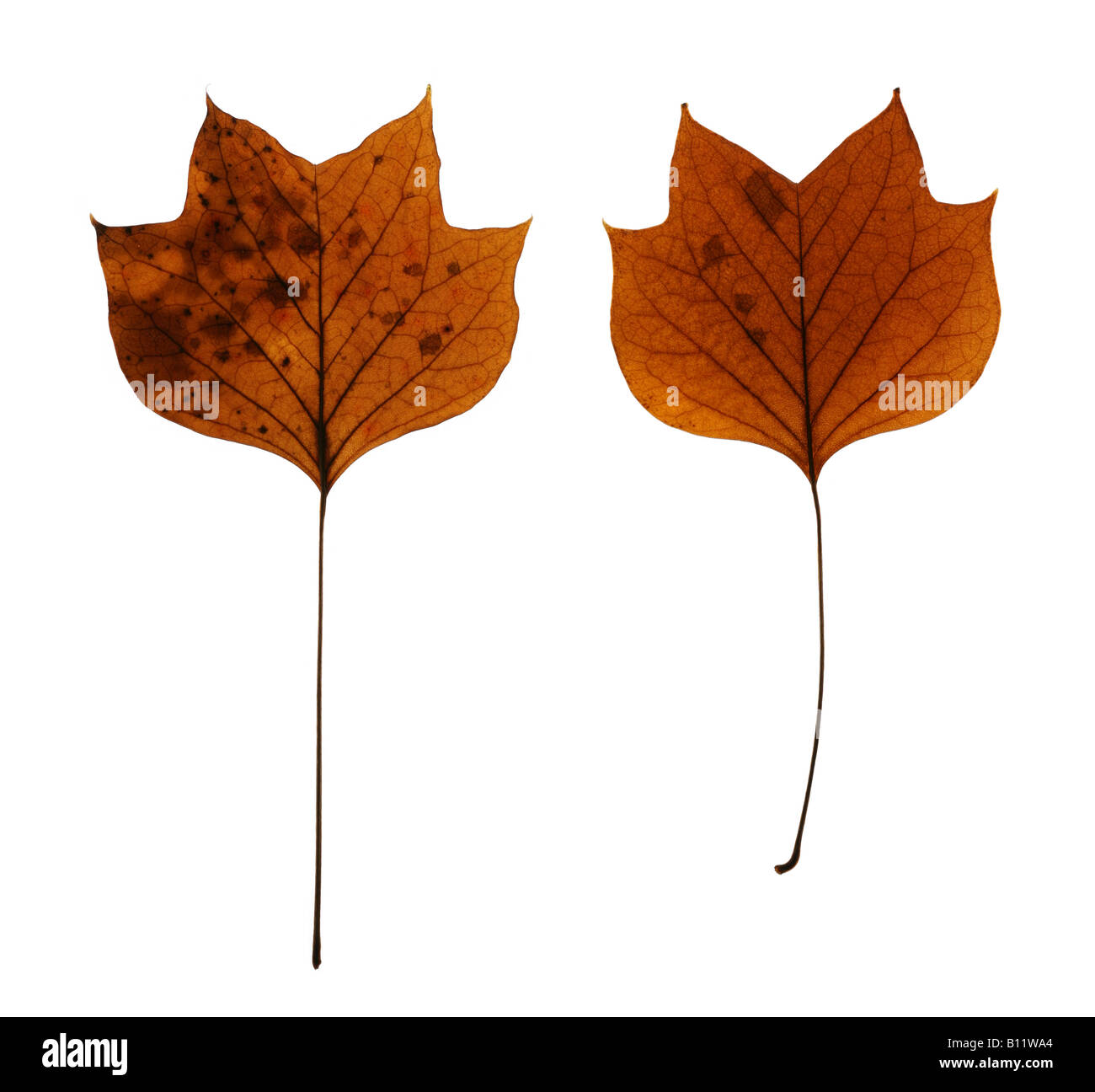 Forest american tulip tree hi-res stock photography and images - Alamy