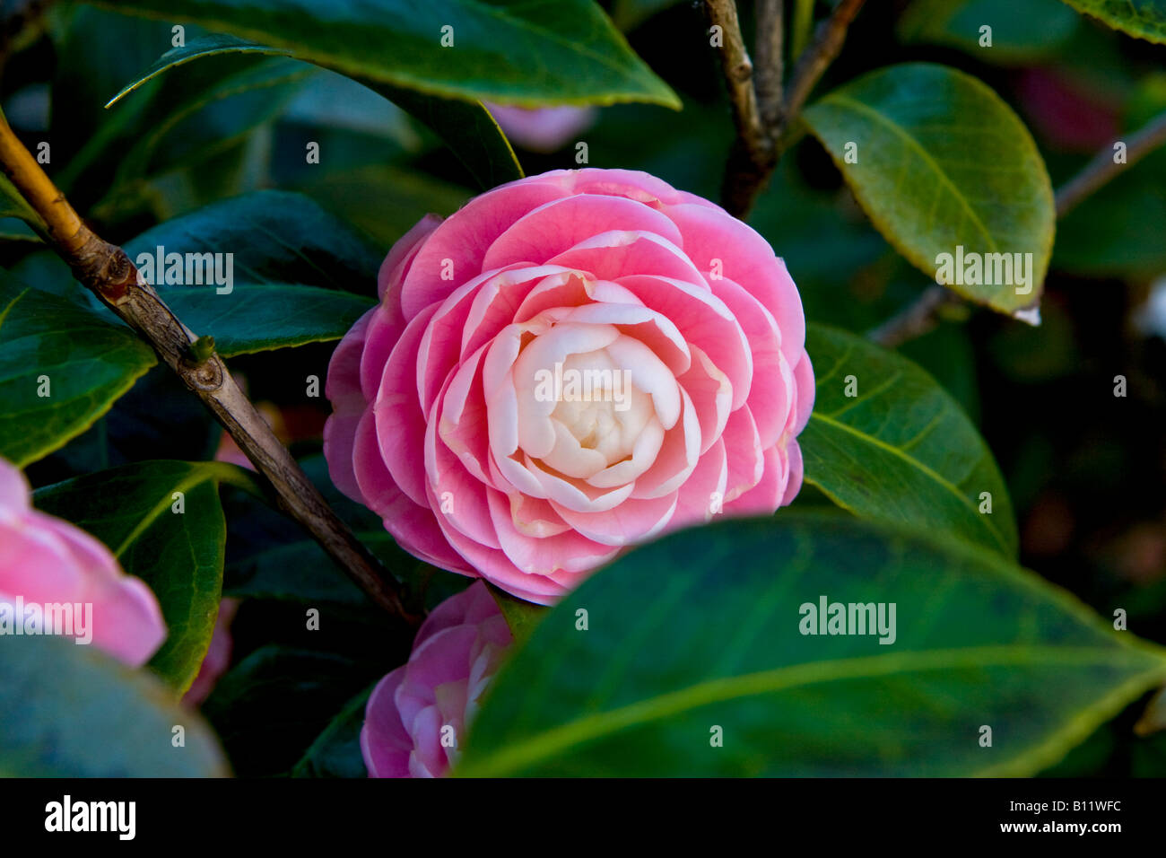 Round Pink Flower Bush with Green Leaves Stock Photo - Alamy