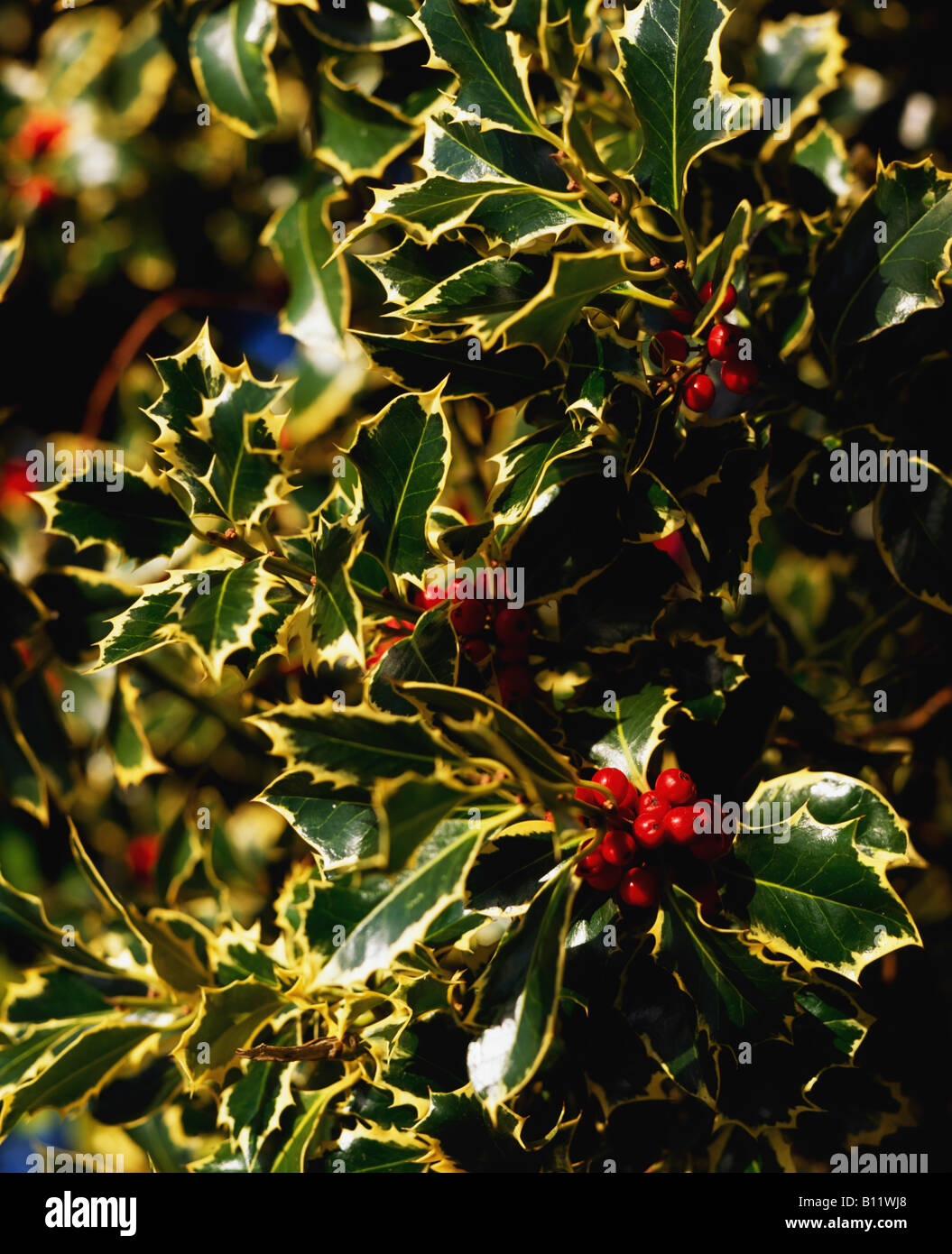 Variegated Holly with berries Stock Photo - Alamy