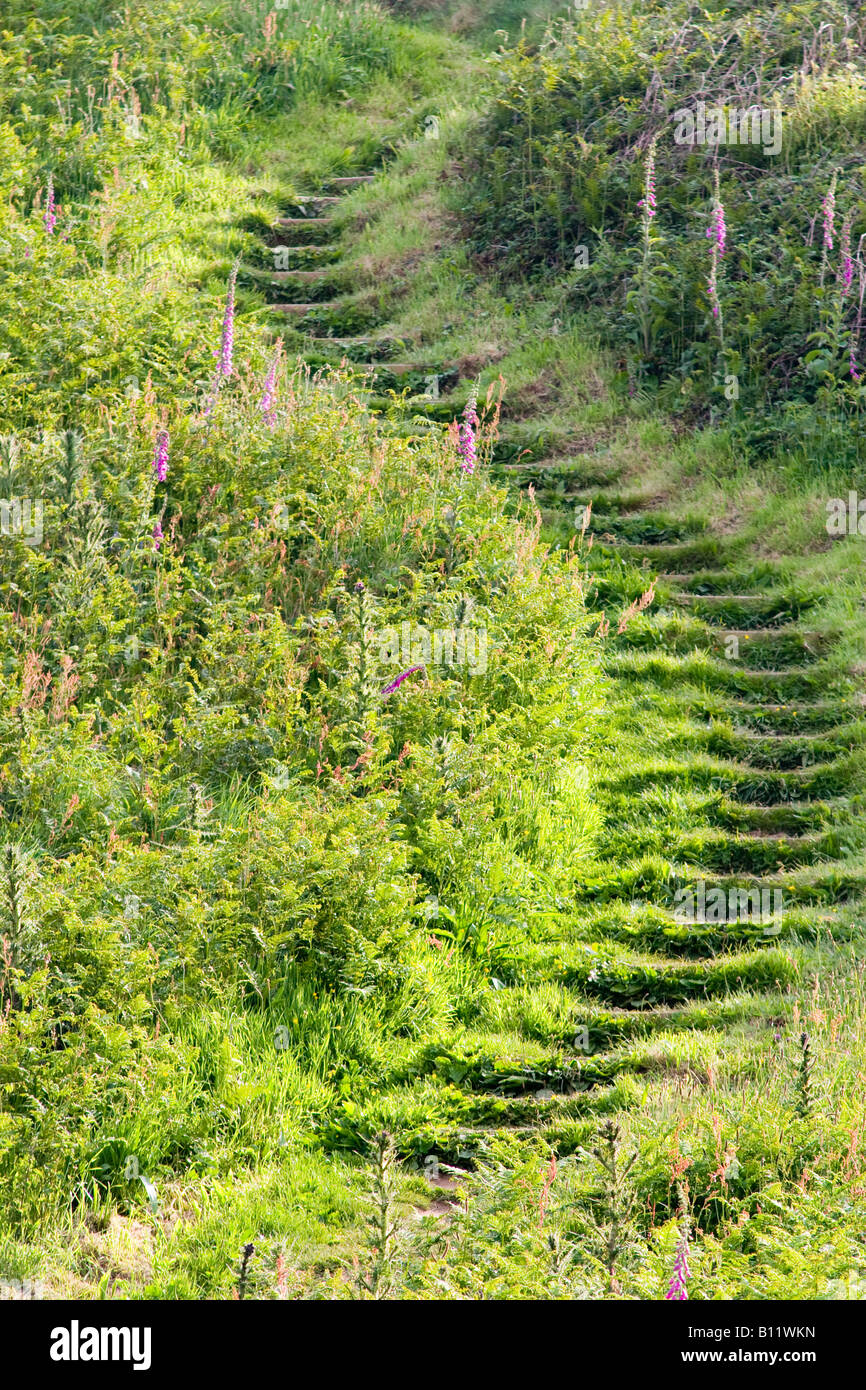Winding hillside meadow path in Cornwall Stock Photo - Alamy