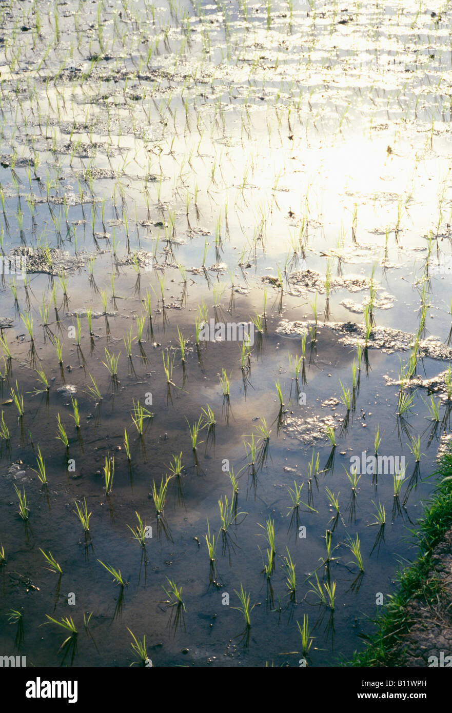 Seedlings in a flooded rice field in East Java Stock Photo - Alamy