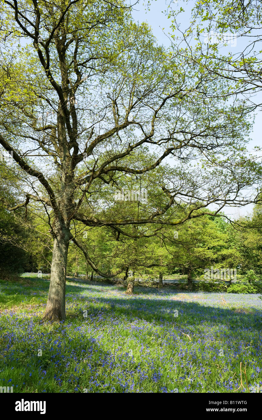 Hagg wood yorkshire hi-res stock photography and images - Alamy