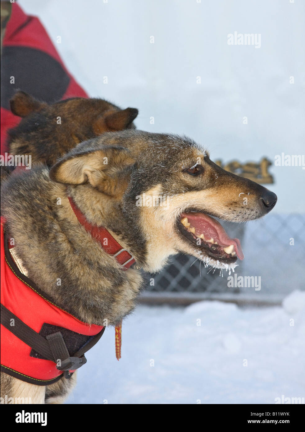 Racing dog ready to go at start of Yukon Quest 1,000 mile dogsled race ...